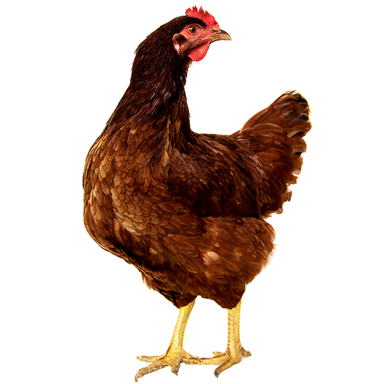 Alstonville Poultry Farm