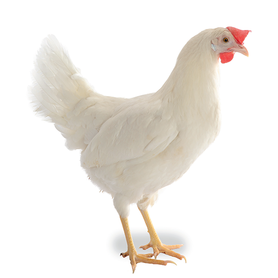 OUR BREEDS – Alstonville Poultry Farm